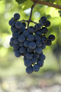 GEORGIAN WINE – Badagoni